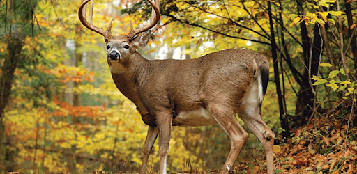 Deer Call Sounds Android App