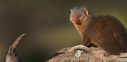 Mongoose Sounds Android App