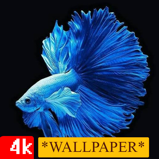 Wallpaper Betta Fish HD 4K for PC / Mac / Windows 11,10,8,7 - Free ...