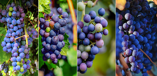 100+Grapes Wallpaper Android App