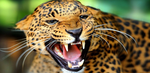 Leopard Sounds Android App