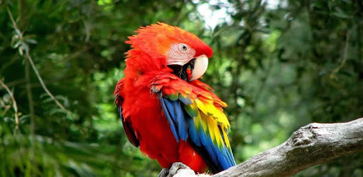 Parrot Live Wallpaper Android App