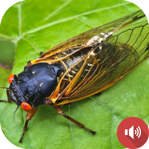 Cicada Sounds - Apps on Google Play