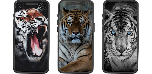 Tiger Wallpapers Android App