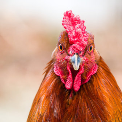 Funny Rooster Sounds - Aplicaciones en Google Play