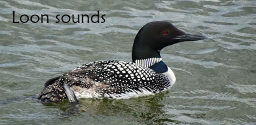 Loon Sounds Android App