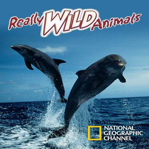 Really Wild Animals: Season 1 - TV on Google Play