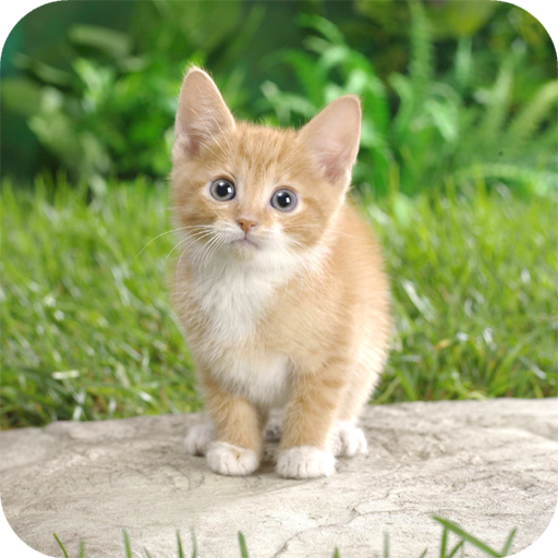 Cute Kitten Wallpaper Full HD for PC / Mac / Windows 11,10,8,7 - Free Download - Napkforpc.com