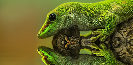 Lizard Sounds Android App