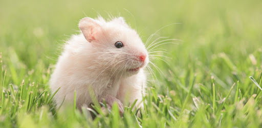 Hamster Wallpaper Android App