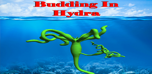 Budding in Hydra Android App
