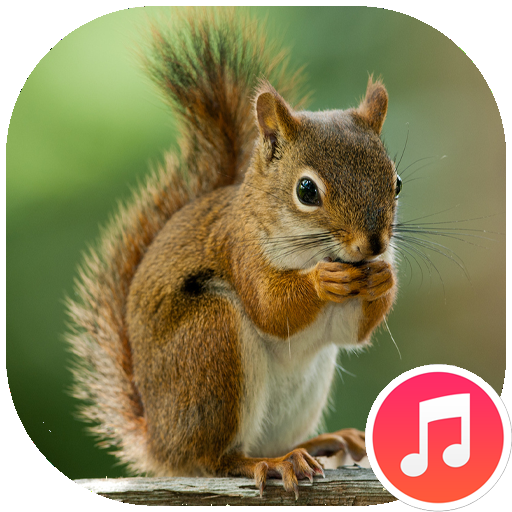 Squirrel Sounds - Apps on Google Play