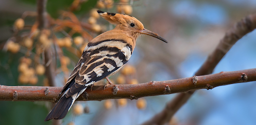 Hoopoe Bird Sounds Android App