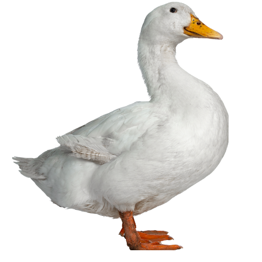 Duck Wallpapers for PC / Mac / Windows 11,10,8,7 - Free Download ...