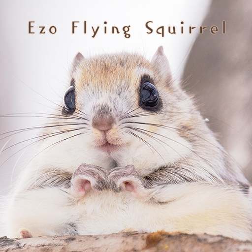 Ezo Flying Squirrel Theme - Apps on Google Play