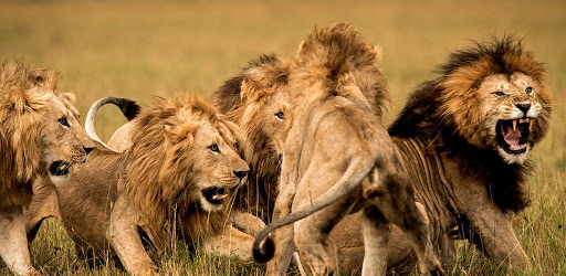 Lion Wallpapers Android App