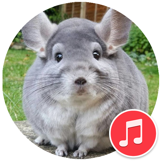 Chinchilla Sounds for PC / Mac / Windows 11,10,8,7 - Free Download ...
