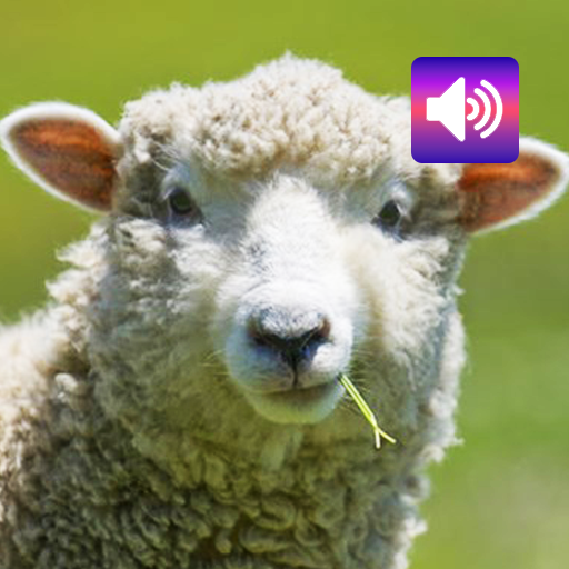 Sheep: Sounds & Ringtones - Apps on Google Play
